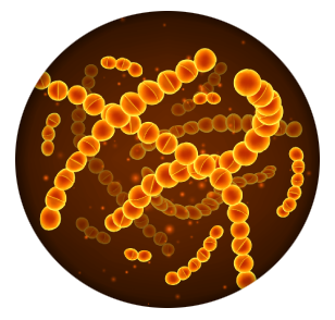 Mikrobiom im Mund: wichtige Rolle für das Immunsystem