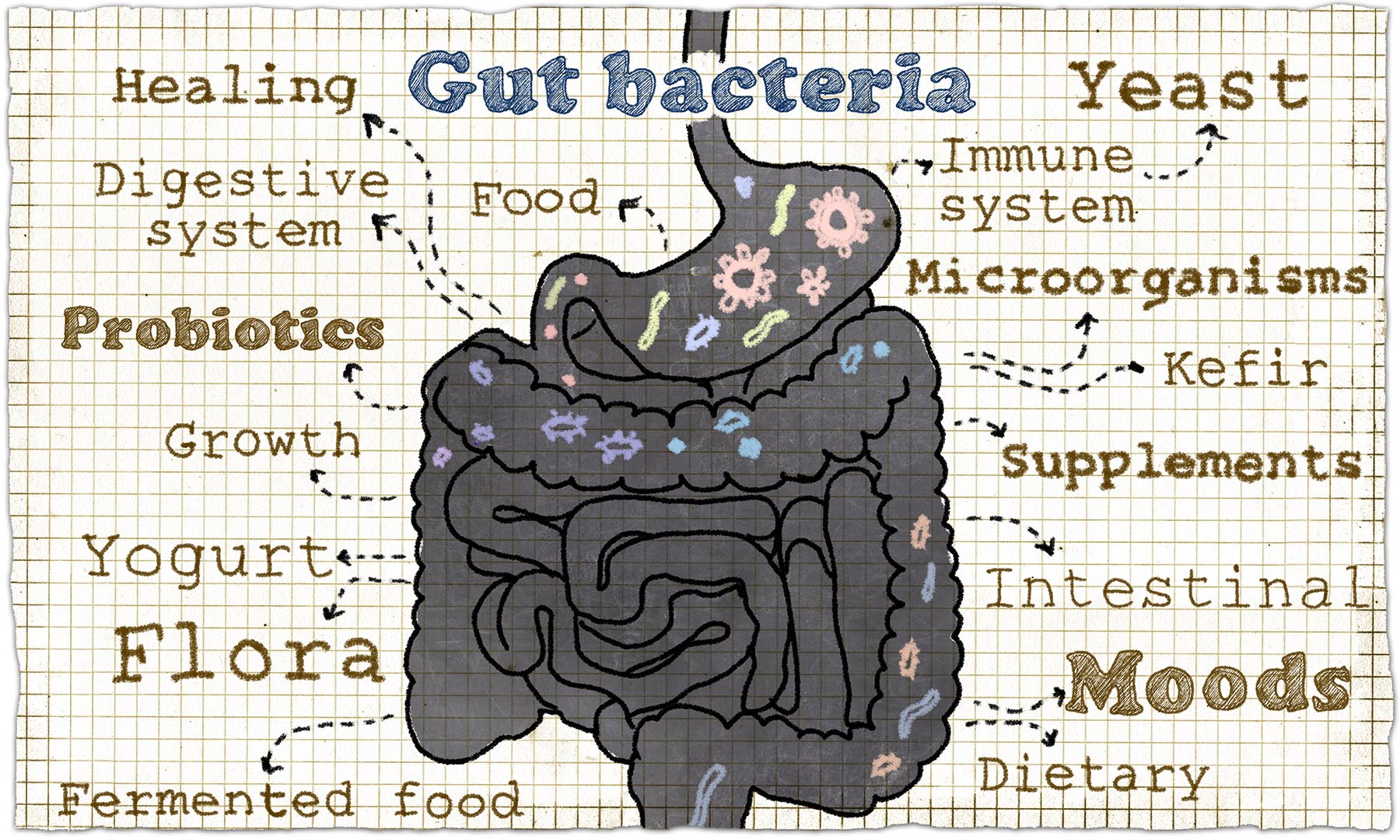 Gut health - OMNi-BiOTiC®