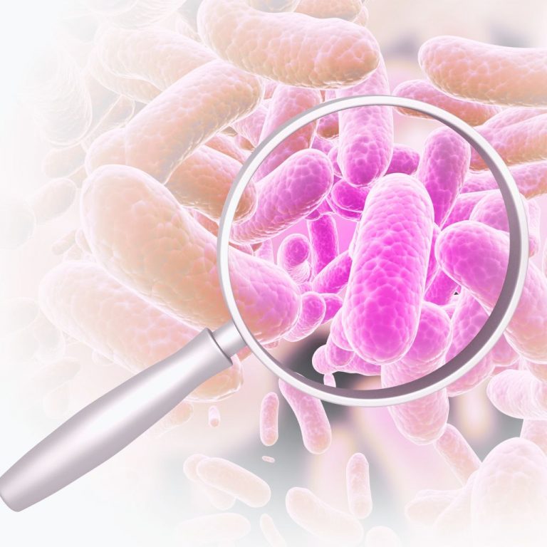 The probiotic for antibiotics