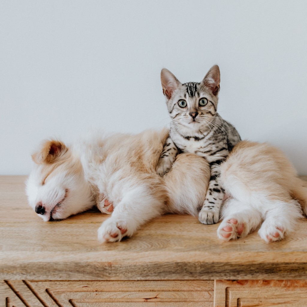 Pet Care - Gut Health - Probiotics for Cats & Dogs