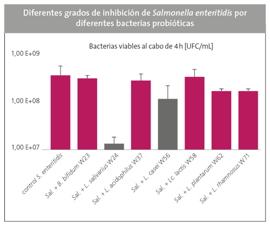 Evita la diarrea del viajero con probióticos en tus viajes