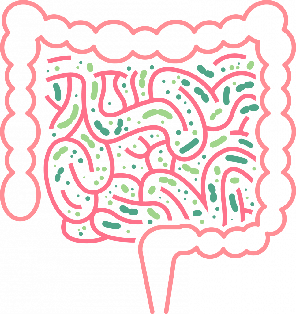 Le microbiote intestinal (la flore) - OMNi-BiOTiC®