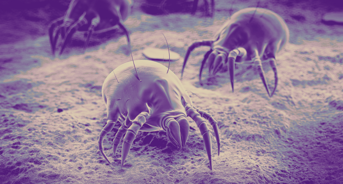 L'allergie aux acariens - OMNi-BiOTiC®