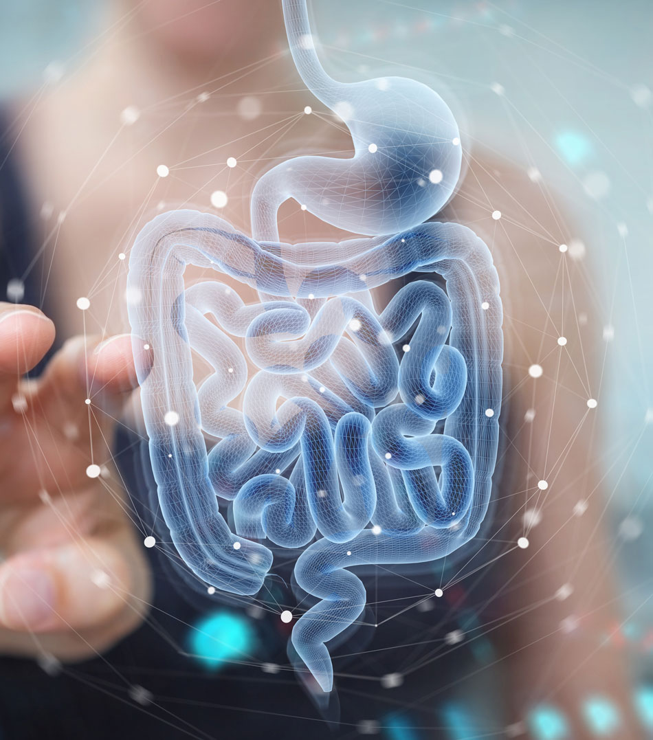 L'intestin : un organe influent - OMNi-BiOTiC®
